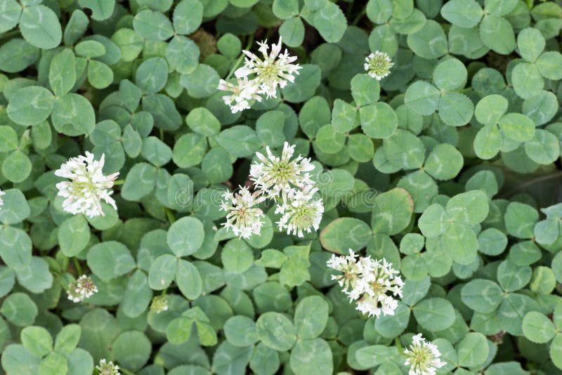 Flower of clover stock image. Image of blossom, field - 95652969