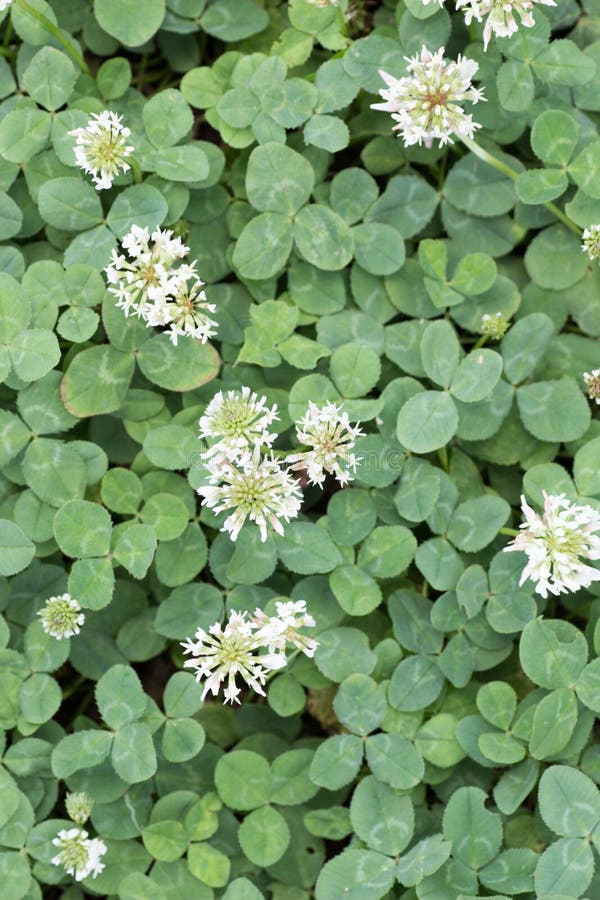Flower of clover stock image. Image of beauty, plant - 95653051