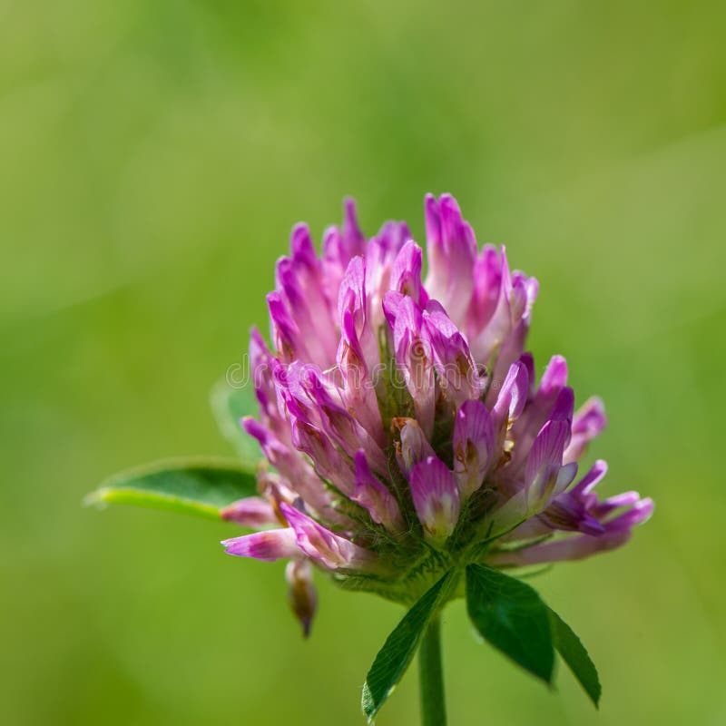 Flower clover meadow stock photo. Image of herb, macro - 89400204