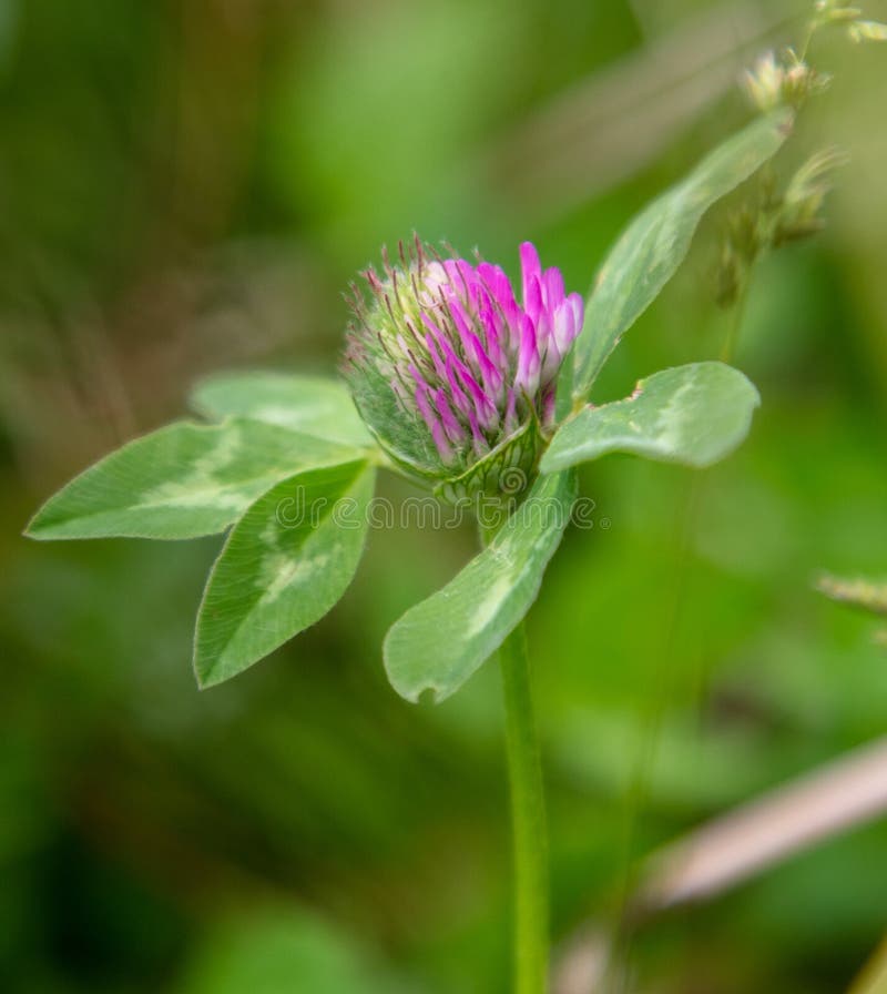 Flower on Clover in Nature. Stock Image - Image of petal, meadow: 249851155