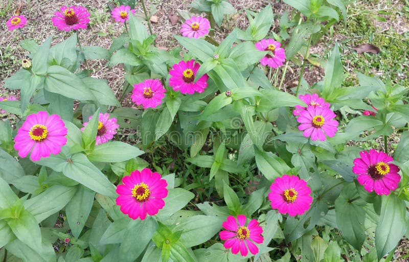 The Flower Clumps of the Paper Tree Look Lovely in Pink Stock Image ...