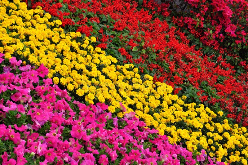 Flower Cluster in Different Colors Stock Image - Image of flower ...