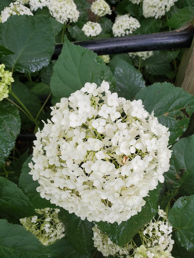 Flower in cluster stock image. Image of cluster, flower - 188695747