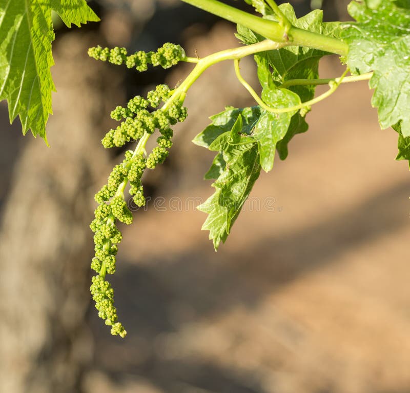 Flower Clusters Grape Vine Shoots Stock Image - Image of tendril, vine ...
