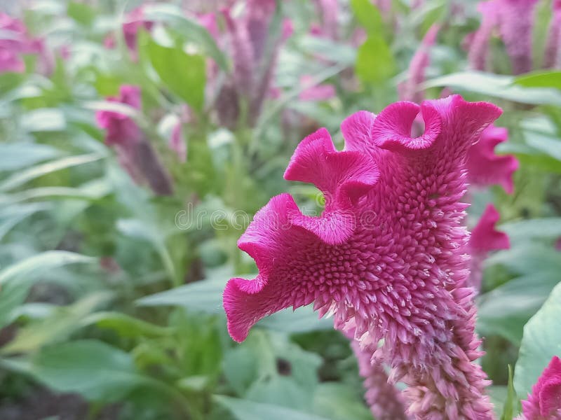 Flower Cockscomb Purple stock photo. Image of petal - 201497650