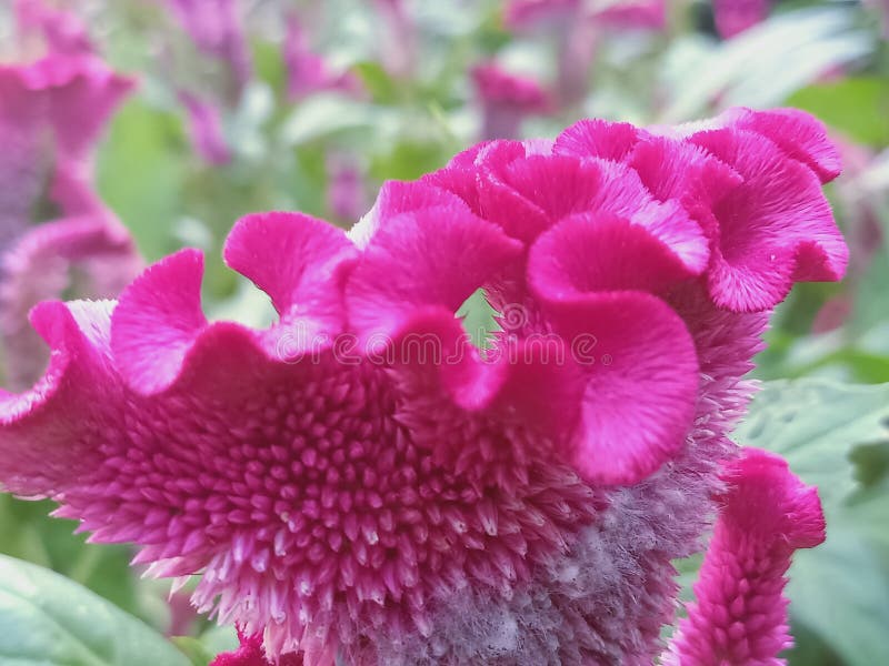 Flower Cockscomb Purple stock image. Image of cockscomb - 201497659