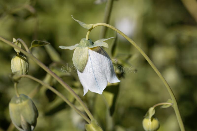 Flower of a Codonopsis Clematidea Plant Stock Photo - Image of green ...
