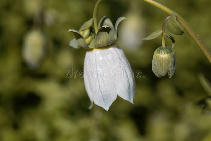 Flower of a Codonopsis Clematidea Plant Stock Image - Image of plant ...