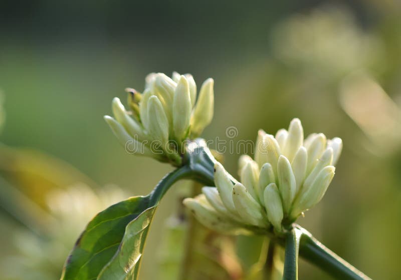 Flower Coffee stock photo. Image of agricultural, greenery - 69971016