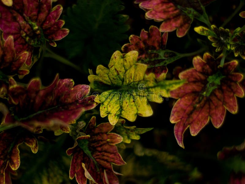 Flower coleus stock image. Image of branch, shrub, wildflower - 267537791