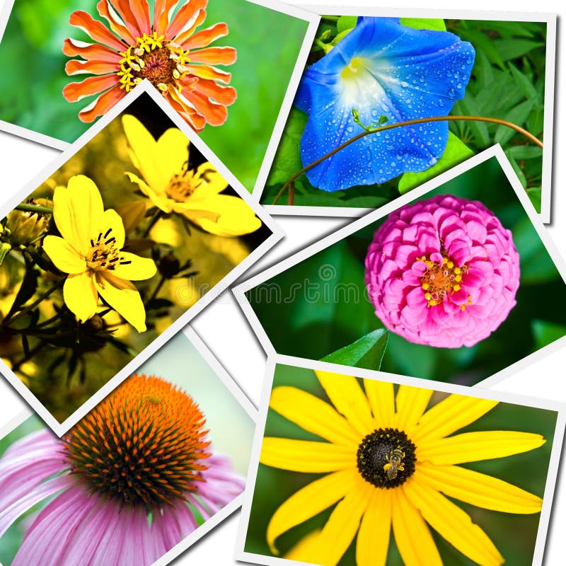 Flower Collage stock image. Image of grouping, garden - 11409751