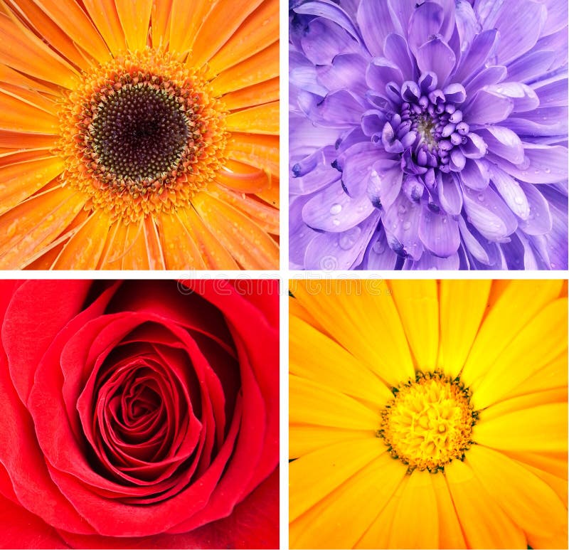 Flower collage stock photo. Image of macro, love, petals - 151723400