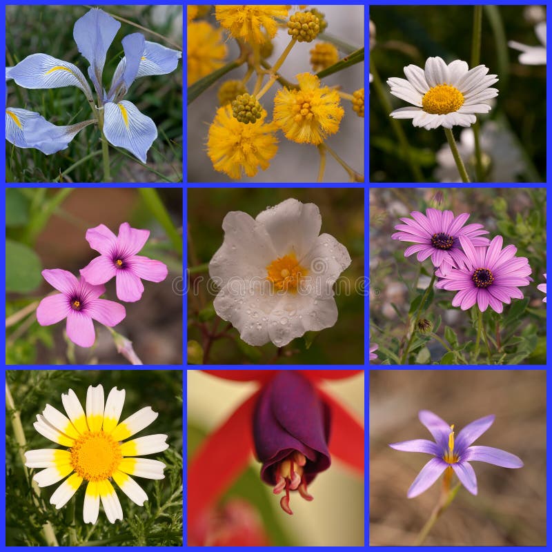 Flower collage stock photo. Image of assorted, blooming - 70189836