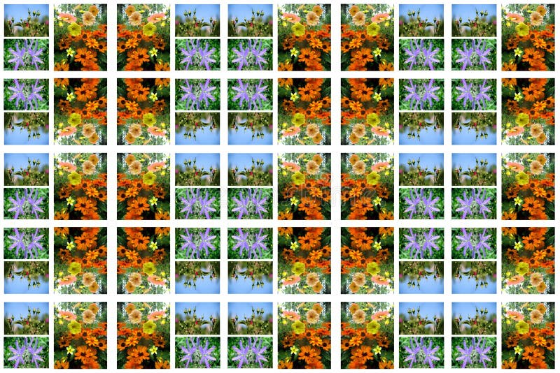Flower collage stock image. Image of buds, fields, flower - 160034893