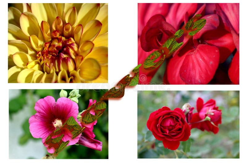 Flower collage stock image. Image of stitch, spring - 160349661