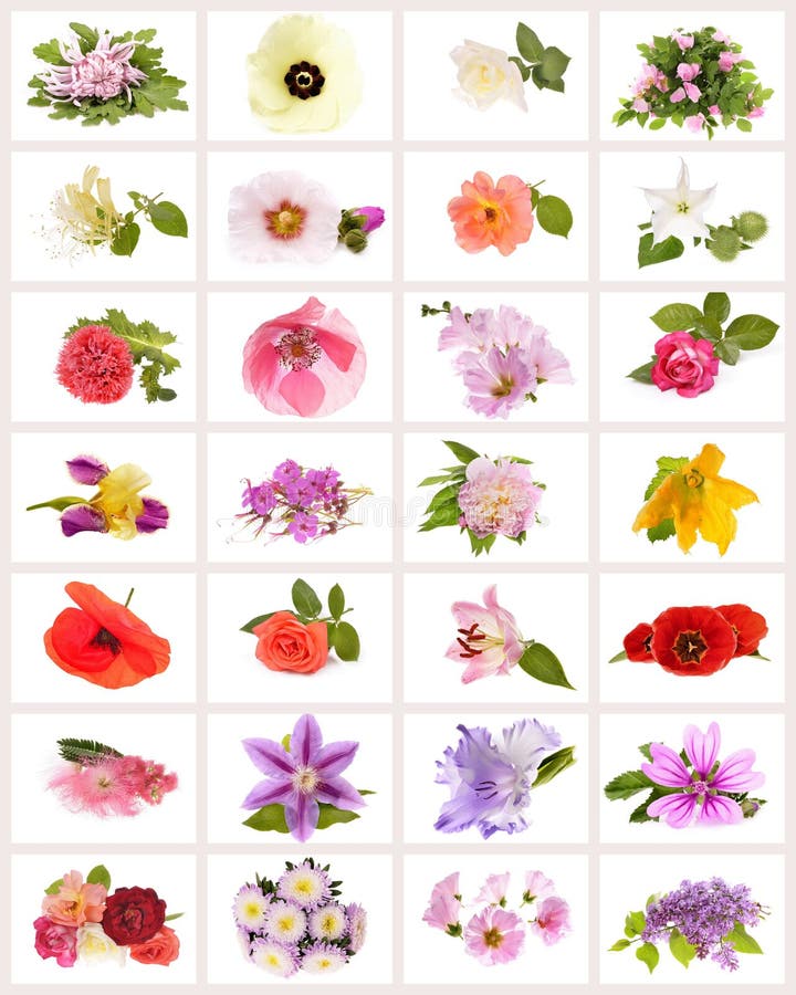 Flower Collection stock photo. Image of hollyhock, hope - 60572732