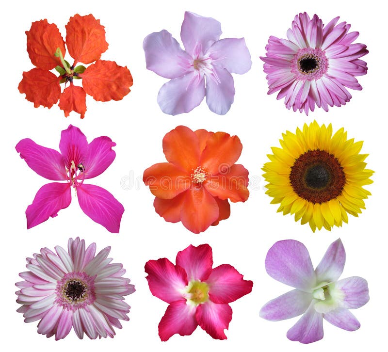 Flower collection stock photo. Image of nature, colorful - 9094284