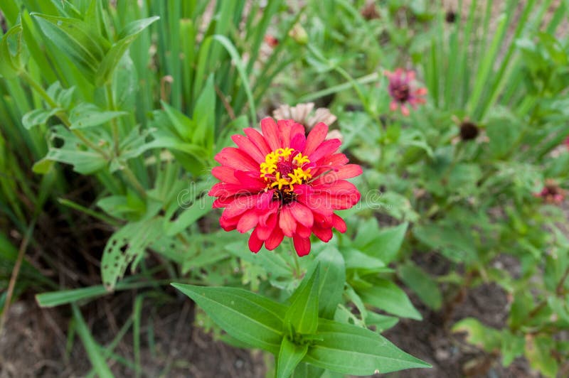Flower Color stock image. Image of park, center, leaf - 44056139