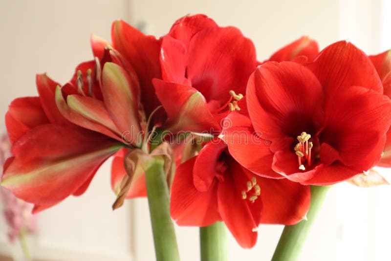 Flower colors red stock photo. Image of house, amerillis - 141545178