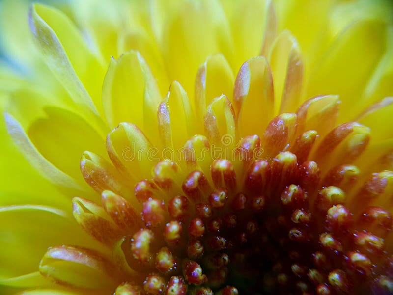 25,398 Floral Bouquet Petal Background Holiday Garden Nature Pattern ...