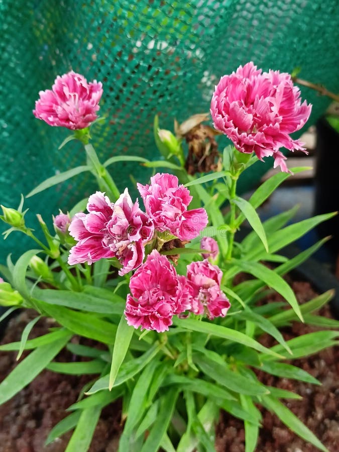 Flower Colour Full Natural Scene Stock Photo - Image of natural, leaf ...