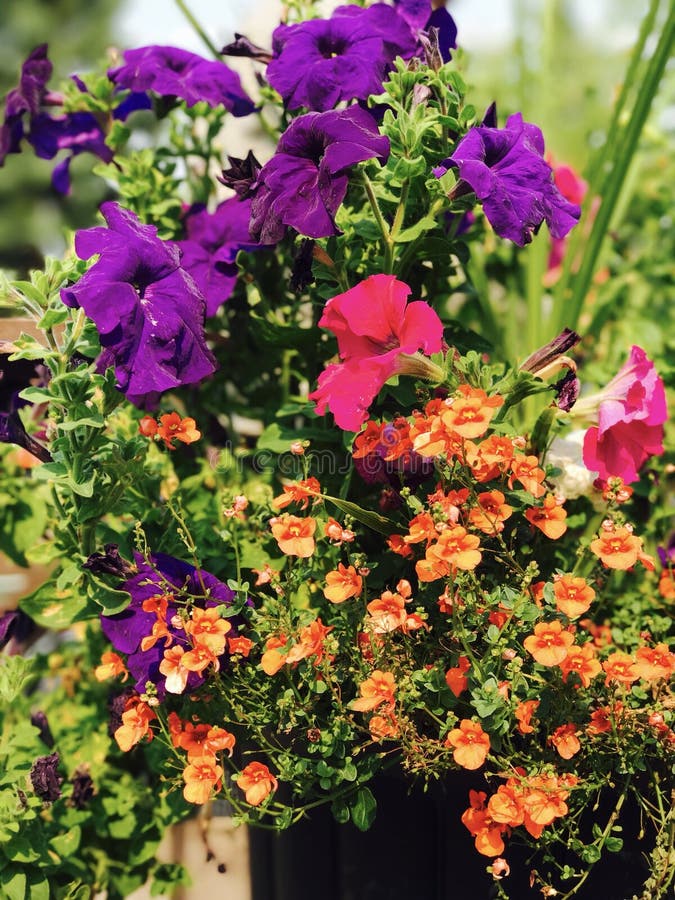 Flower colour pop stock image. Image of flower, blur - 106524805