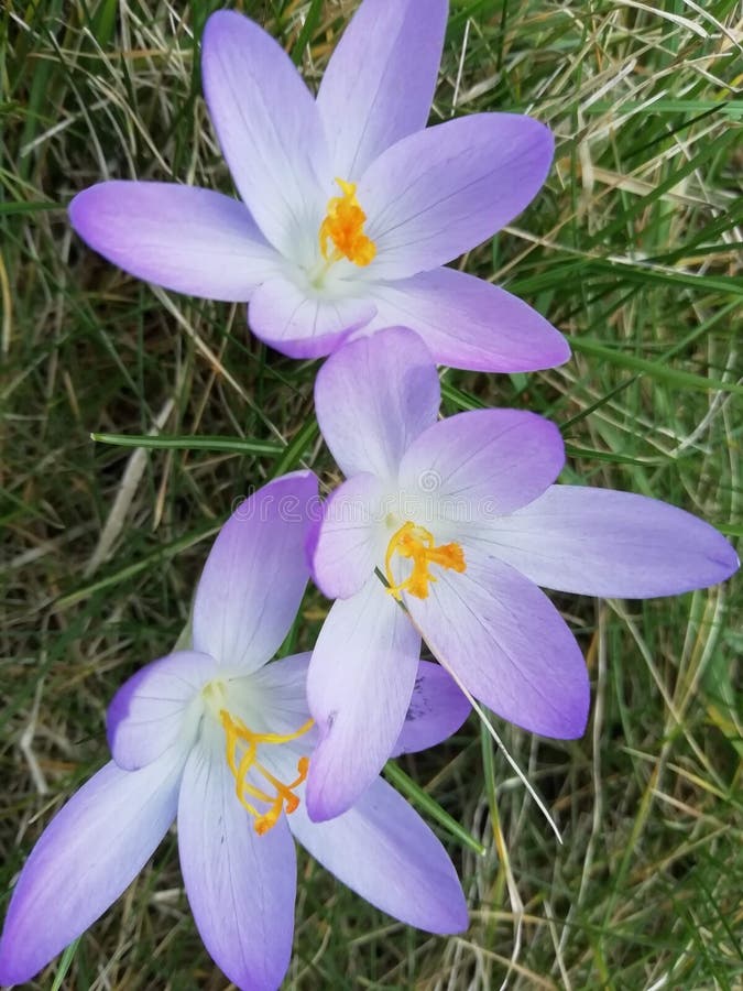 Flower, Colours, Plant, Summer, Spring Stock Image - Image of colours ...