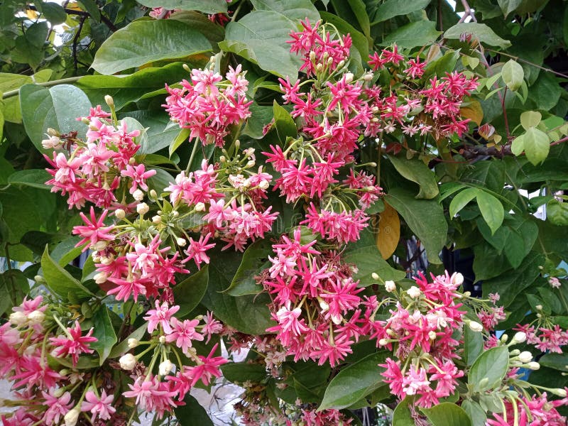 Flower Combretum indicum stock photo. Image of flower - 347087774