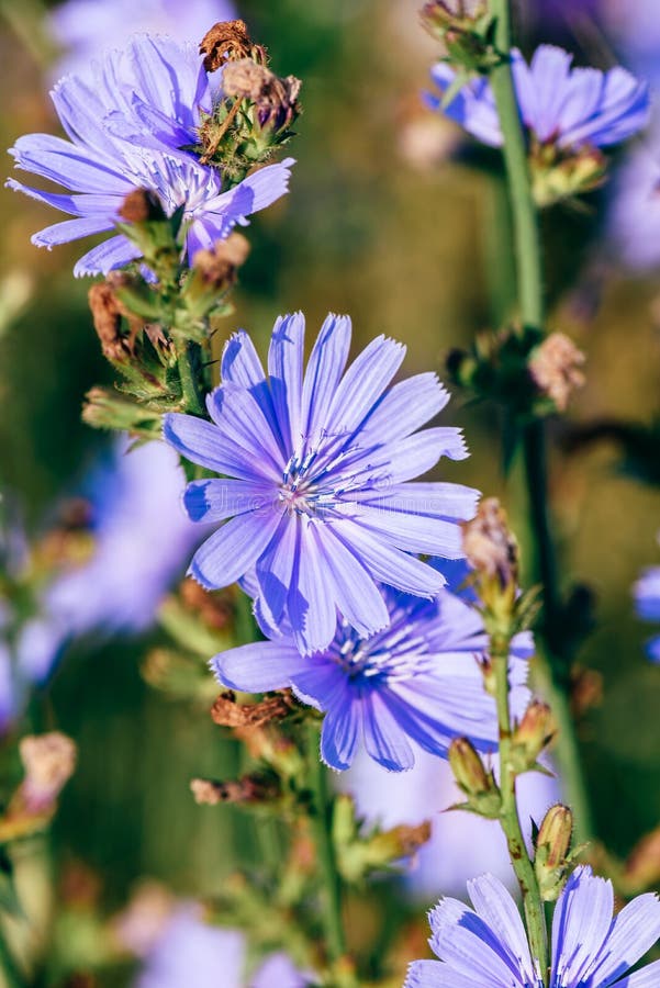 Flower of common chicory stock image. Image of medicinal - 143531245