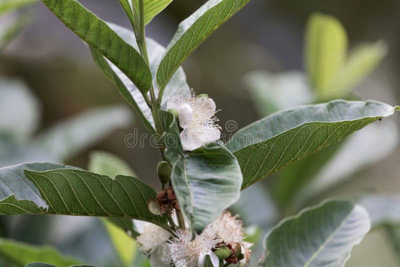 Flower of a Common Guava, Psidium Guajava Stock Image - Image of ground ...