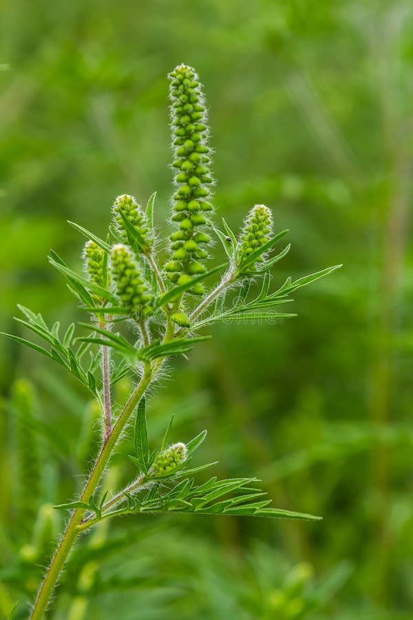 Flower of a Common Ragweed, Ambrosia Artemisiifolia Stock Photo - Image ...