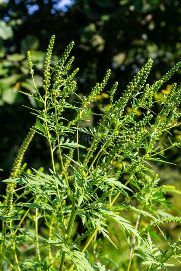 Flower of a Common Ragweed, Ambrosia Artemisiifolia Stock Photo - Image ...