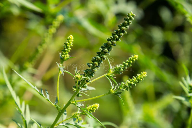 Flower of a Common Ragweed, Ambrosia Artemisiifolia Stock Image - Image ...