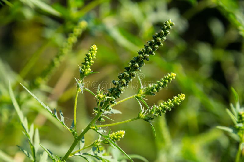 Flower of a Common Ragweed, Ambrosia Artemisiifolia Stock Photo - Image ...
