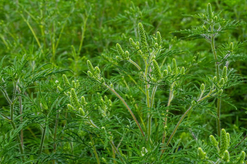 Flower of a Common Ragweed, Ambrosia Artemisiifolia Stock Photo - Image ...