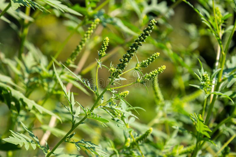 Flower of a Common Ragweed, Ambrosia Artemisiifolia Stock Image - Image ...
