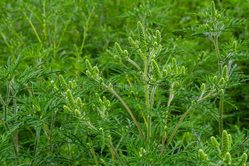 Flower of a Common Ragweed, Ambrosia Artemisiifolia Stock Photo - Image ...