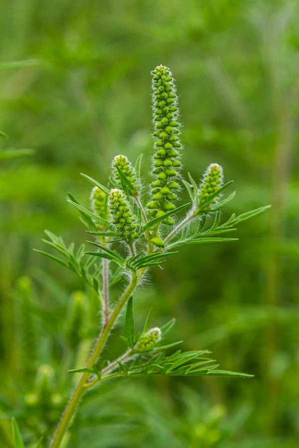 Flower of a Common Ragweed, Ambrosia Artemisiifolia Stock Image - Image ...