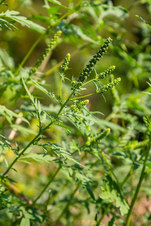 Flower of a Common Ragweed, Ambrosia Artemisiifolia Stock Photo - Image ...