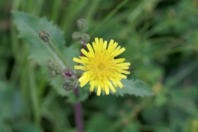 Common Sowthistle, Sonchus Oleraceus Stock Image - Image of botanical ...