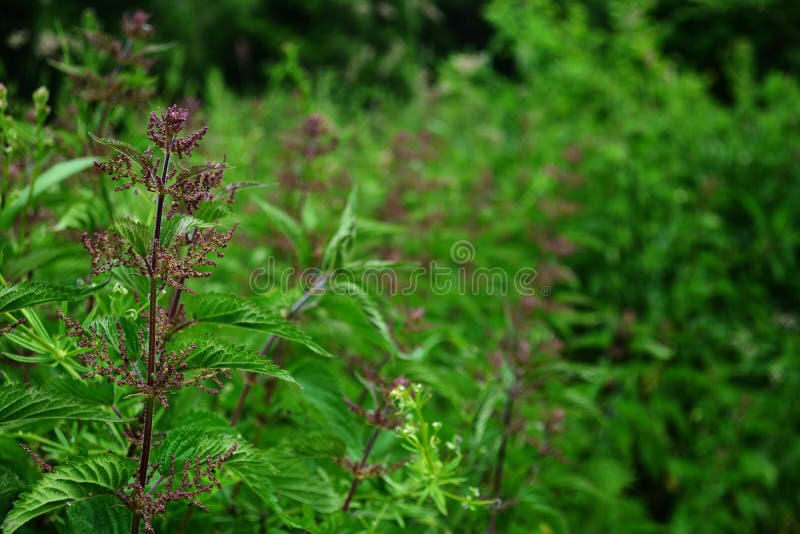 Flower of Common Stinging Nettle in a Field Stock Photo - Image of leaf ...