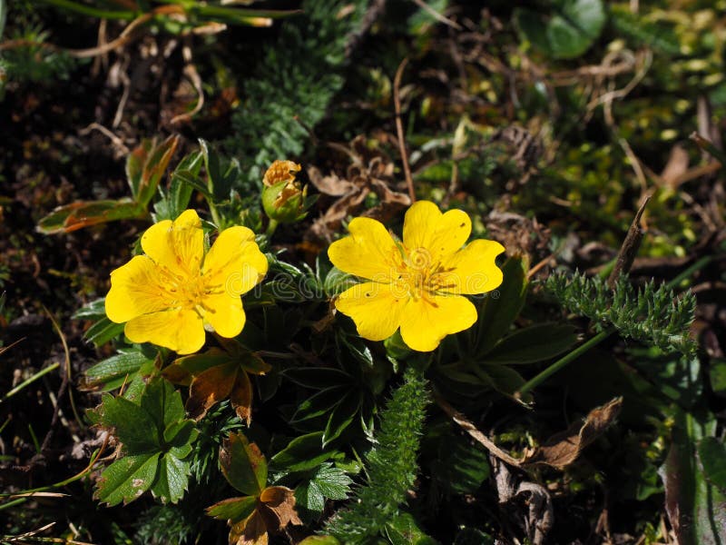 Flower, Common Tormentil, Flora, Plant Picture. Image: 112277656