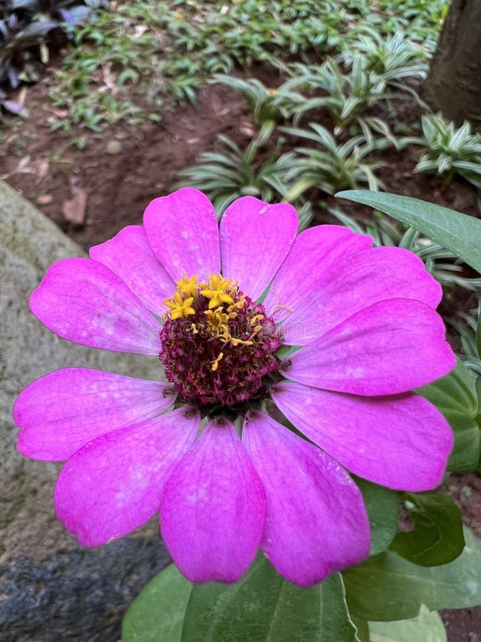 Common Zannia Stock Photos - Free & Royalty-Free Stock Photos from ...