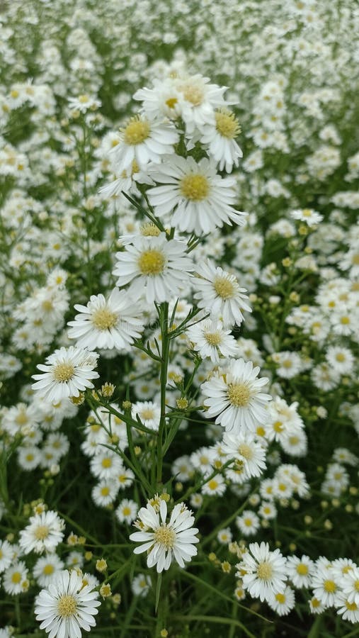 Pikok Stock Photos - Free & Royalty-Free Stock Photos from Dreamstime