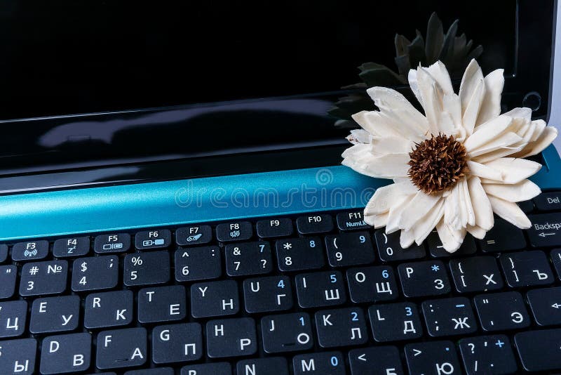Flower on the Computer Keyboard. Stock Photo - Image of computer, shoes ...