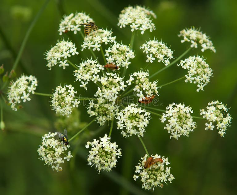 Flower Conium Maculatum and Insects Stock Photo - Image of insect ...