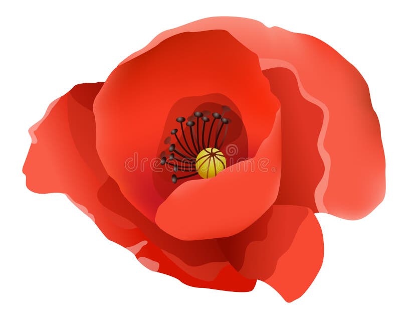 Flower, coquelicot stock vector. Illustration of branches - 9401708