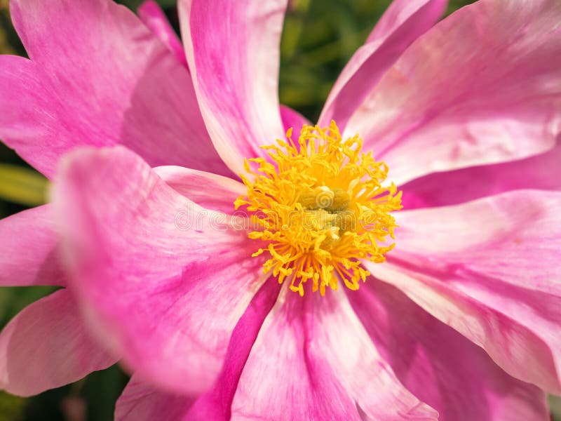 Flower Core of Blooming Pink Tree Peony, Flowering Spring Flower Stock ...