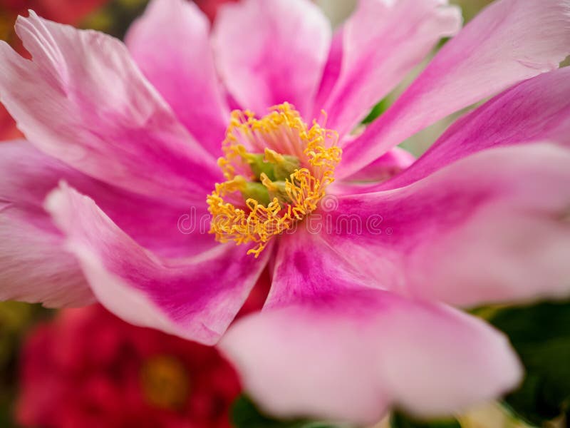 Flower Core of Blooming Pink Tree Peony, Flowering Spring Flower Stock ...
