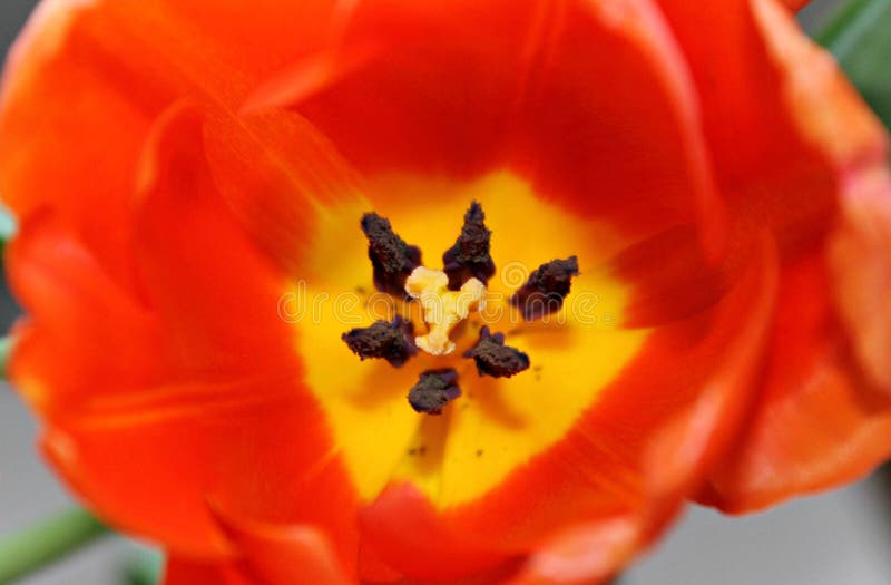 Flower core stock photo. Image of plant, herb, core, yellow - 88064028